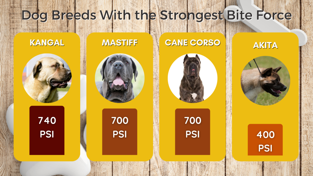 What Dog Breeds Have the Strongest Bite?